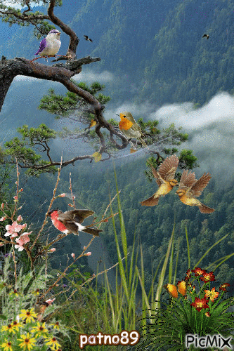 les Oiseaux au Printemps